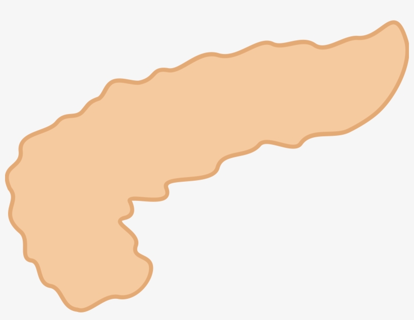 Pancreas Png - Free Transparent PNG Download - PNGkey