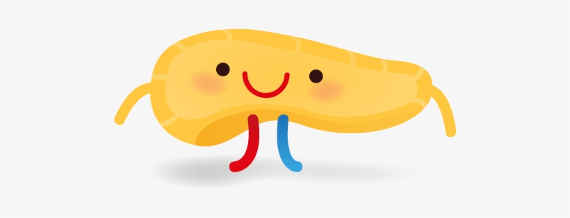 Un Páncreas Feliz Es Un Páncreas Sano - Pancreas Dibujo Png - Free ...
