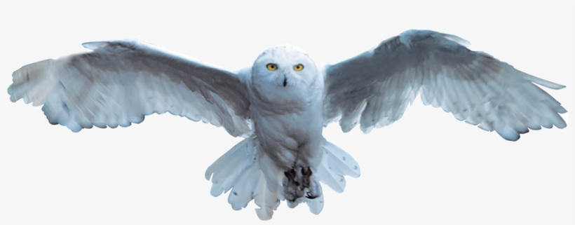 Hedwig - Harry Potter Hedwig Flying - Free Transparent PNG Download ...