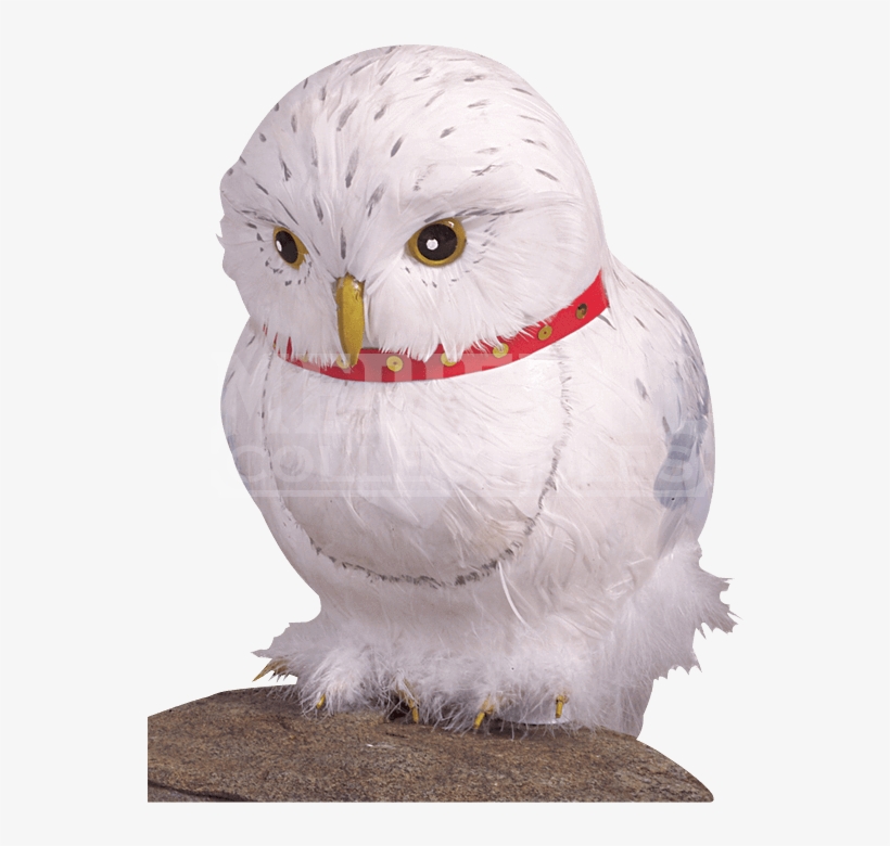 Hedwig The Owl Prop - Harry Potter Hedwig Owl Prop - Free Transparent ...