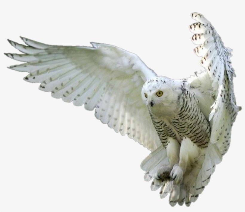 Owl Owls Whiteowl Hedwig Forest Fly Bird Birds - Owl Png - Free ...