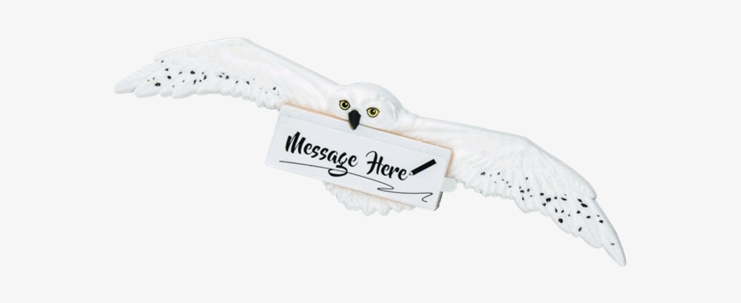 1 Of - Harry Potter Hedwig - Free Transparent PNG Download - PNGkey
