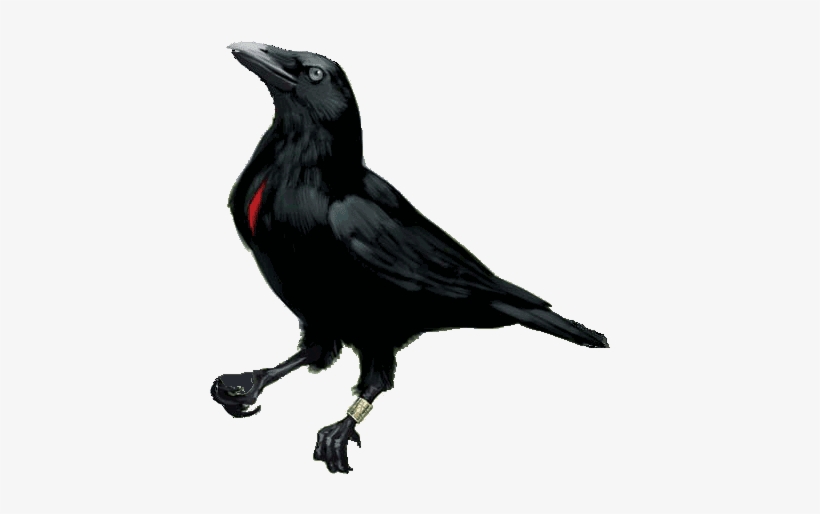 Blood-feather Raven - Pin Feather - Free Transparent PNG Download - PNGkey