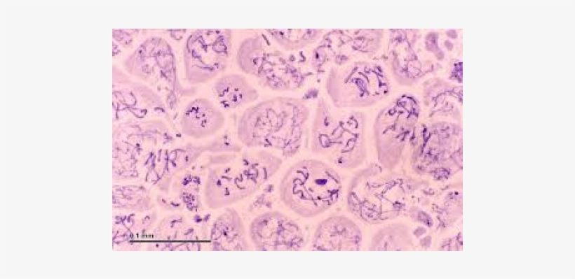 Prepared Slides, Meiosis In Animal Cell, Grasshopper, - Cell - Free ...
