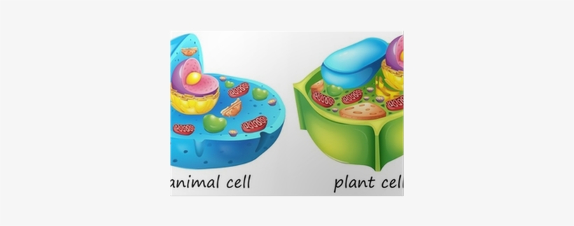 Example Of A Animal Cell - Free Transparent PNG Download - PNGkey