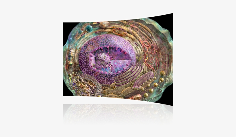 Studyjams Science - Animal Cell By Kightleys - Customized Wallpaper ...