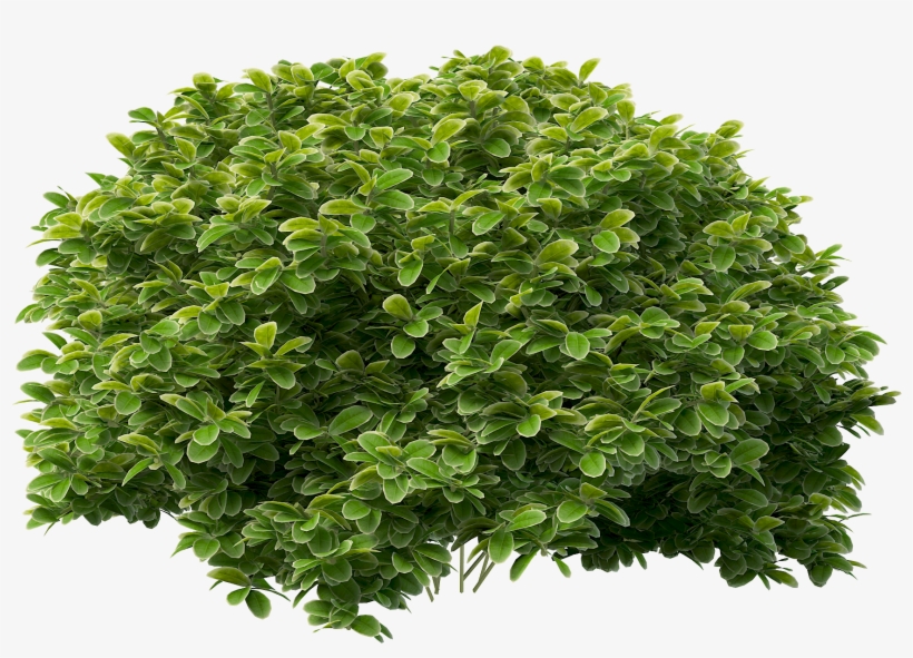 Shrub Png - Free Transparent PNG Download - PNGkey