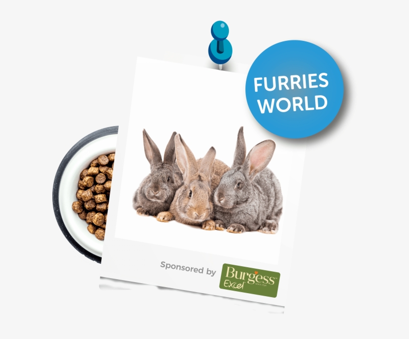 The Family Pet Show - Pygmy Rabbit - Free Transparent PNG Download - PNGkey