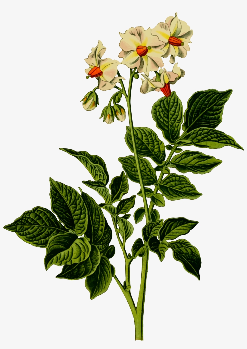 This Free Icons Png Design Of Potato Plant - Free Transparent PNG ...