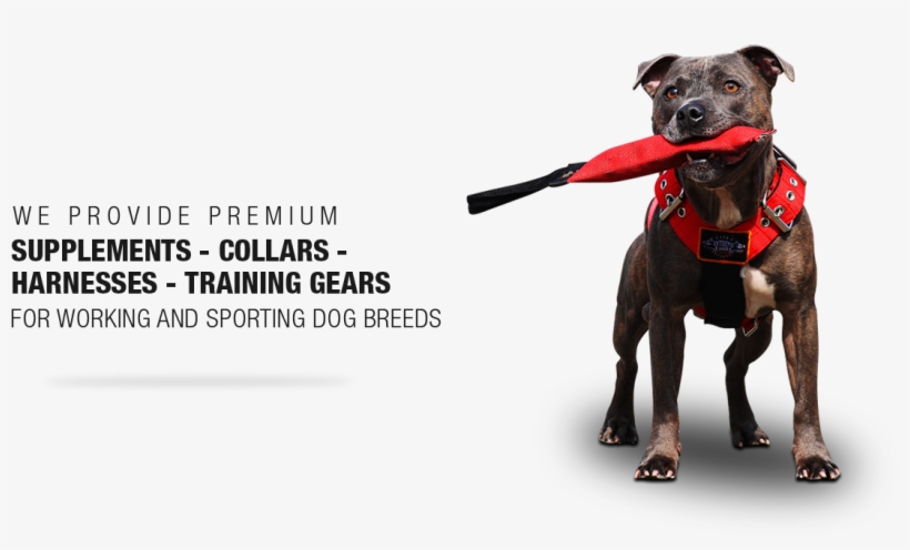 Pet Harness - Free Transparent PNG Download - PNGkey