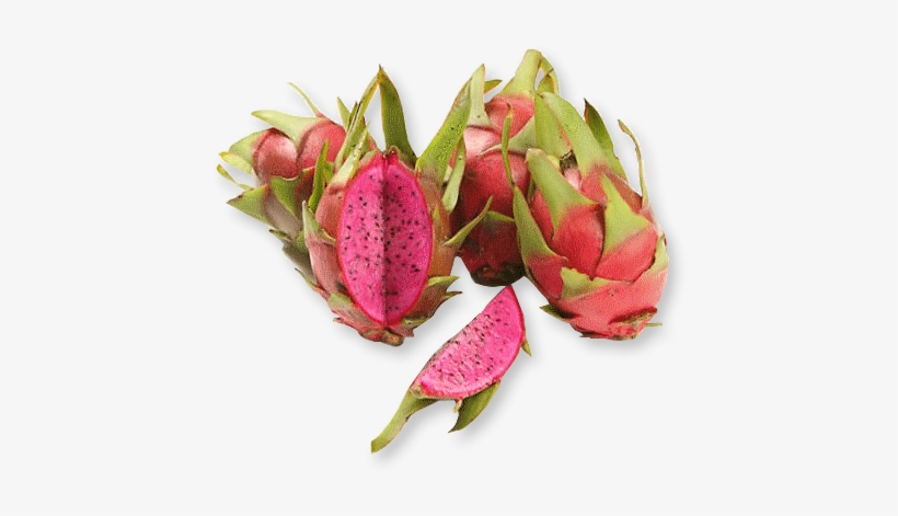 Fire Breathing Dragons - Purple Dragon Fruit - Free Transparent PNG ...