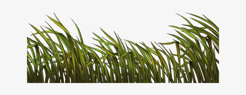 Reeds Png - Free Transparent PNG Download - PNGkey