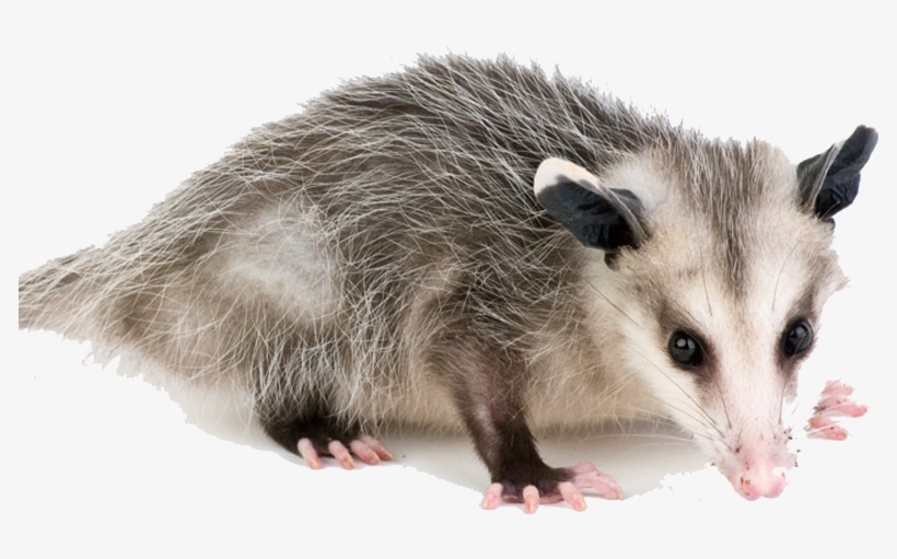 Opossum Removal - Opossum Png - Free Transparent PNG Download - PNGkey