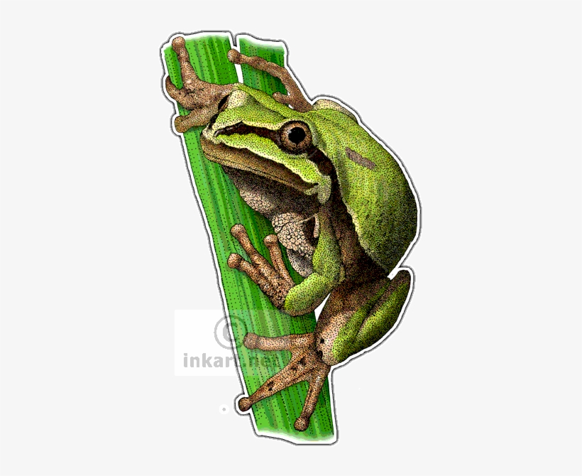 Pacific Tree Frog Drawing