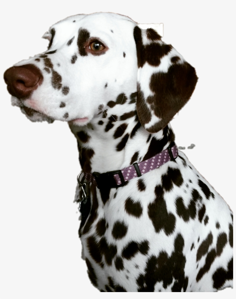 Dalmatian - Free Transparent PNG Download - PNGkey