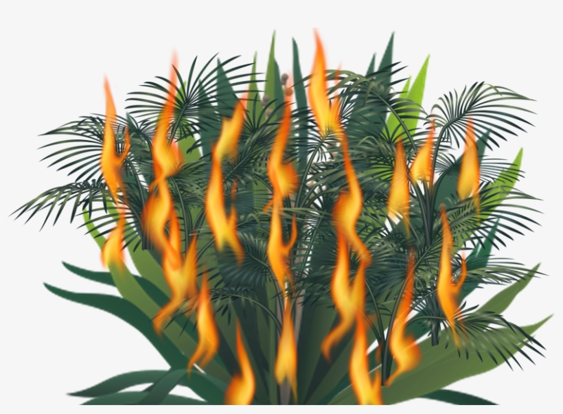 Fire Bush - Close-up - Free Transparent PNG Download - PNGkey