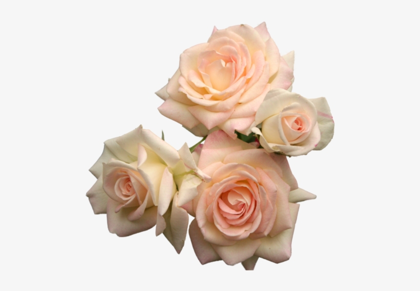Flowers, Rose, And Transparent Image - Transparent Roses - Free ...