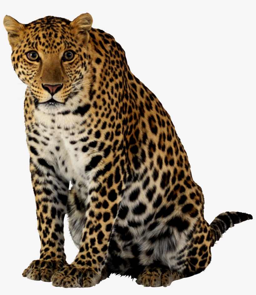 Leopard Sticker - Leopard Png - Free Transparent PNG Download - PNGkey