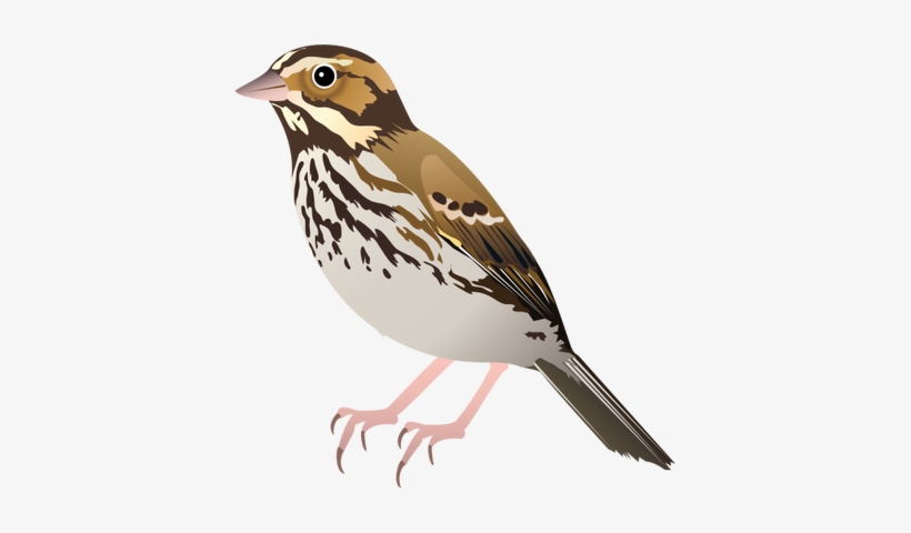 Sparrow Png Images Free Download Clip Art Transparent - Sparrow Vector ...