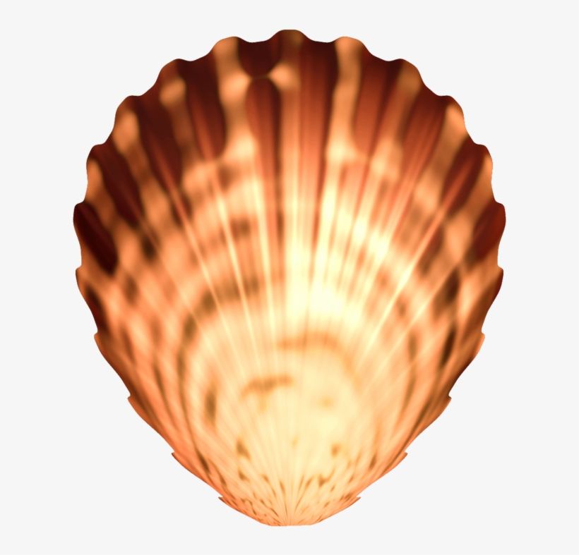 Seashell Png Image Transparent - Seashells Png - Free Transparent PNG ...