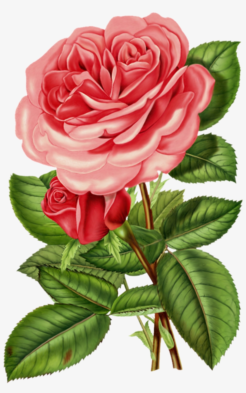 Free Vintage Rose Clip Art - Victorian Roses - Free Transparent PNG ...