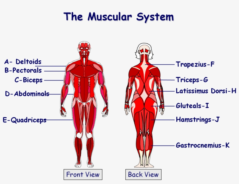 Download File - Muscles In The Body Gcse - Free Transparent PNG ...