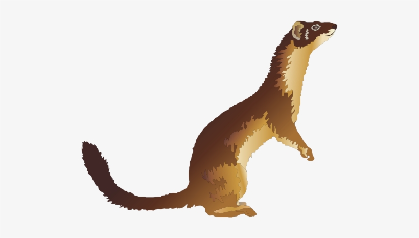 Weasel Clip Art - Clip Art - Free Transparent PNG Download - PNGkey