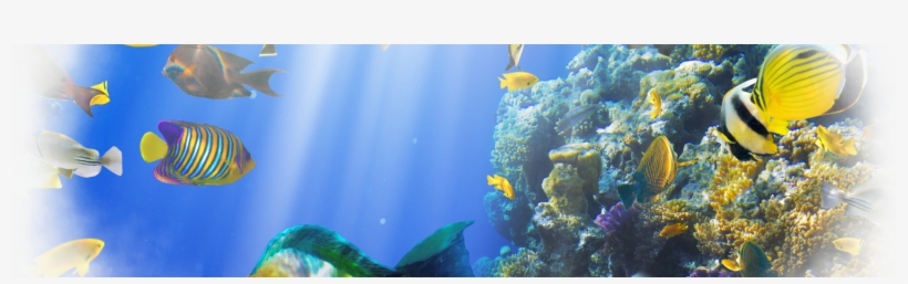 Background Ocean Paradise - Coral Reef Fish - Free Transparent PNG ...