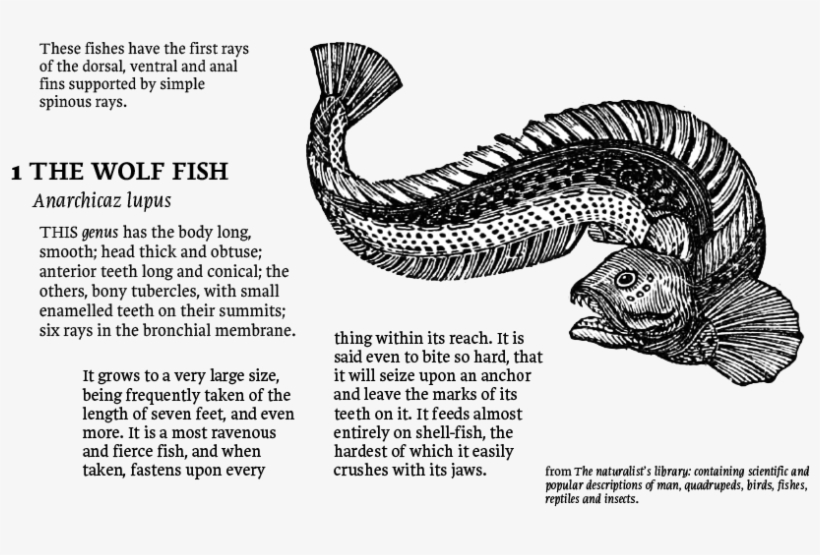 Wolf Fish - Atlantic Wolffish - Free Transparent PNG Download - PNGkey