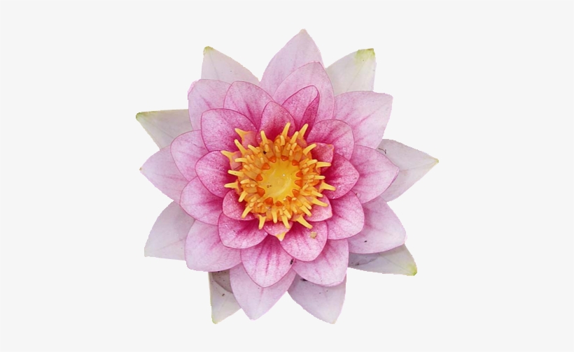 Divine Lotus - Free Transparent PNG Download - PNGkey