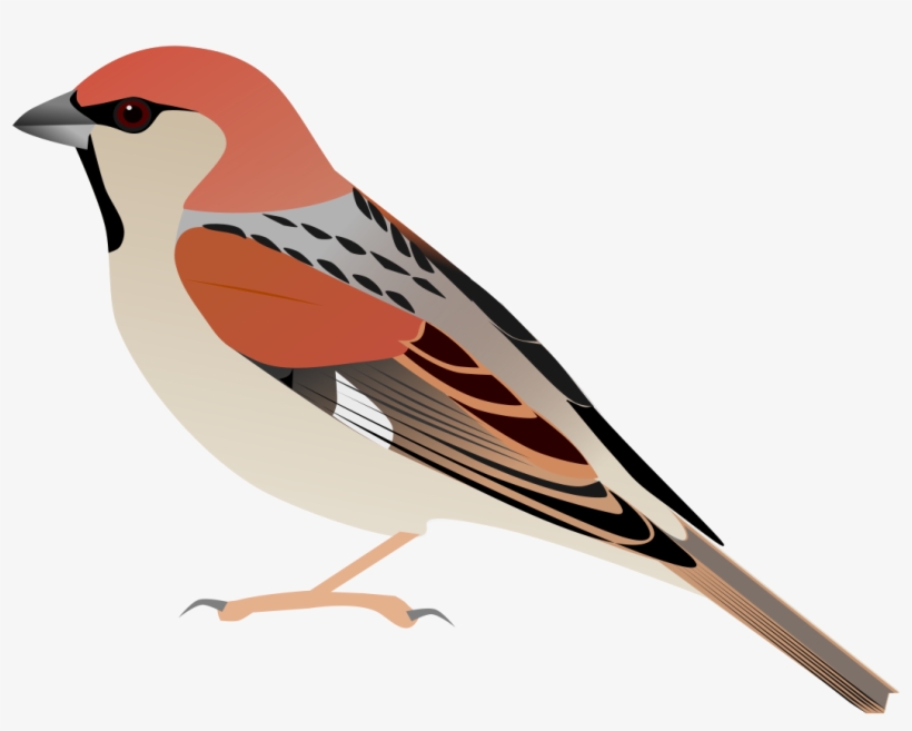 Sparrow Vector Png - Free Transparent PNG Download - PNGkey