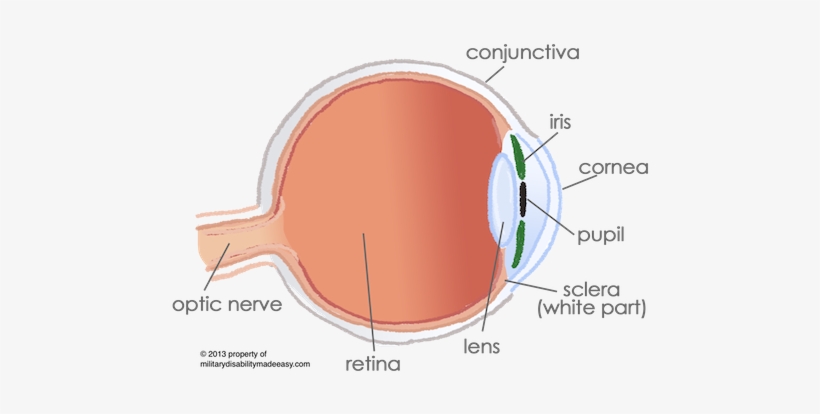 The Eye - Conjunctiva In The Eye - Free Transparent PNG Download - PNGkey