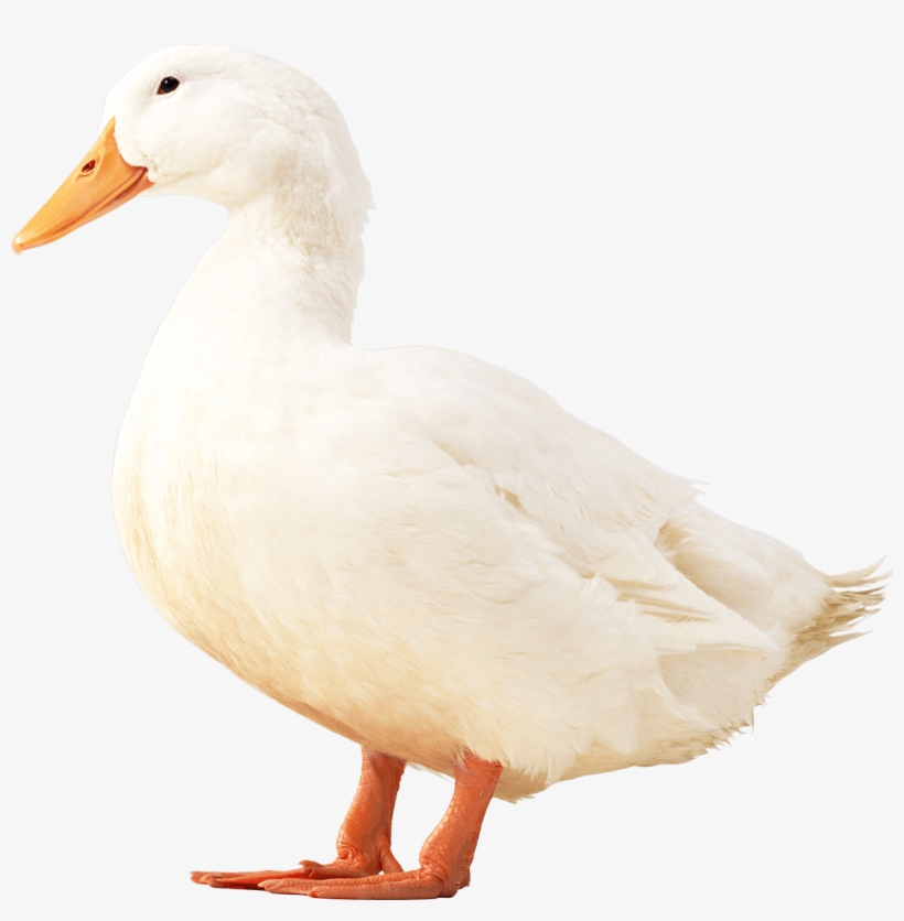 White Duck Png - Free Transparent PNG Download - PNGkey