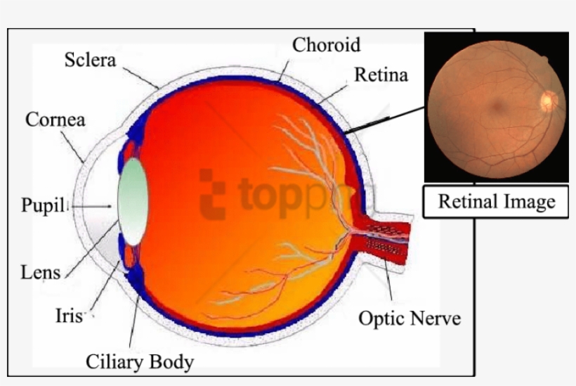 Human Eye Cross-sectional View With An Example Of A - Cross Sectional ...