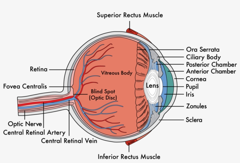 Cataracts Okc Ophthalmologist Okc Eyecare Okc Optical - Free ...