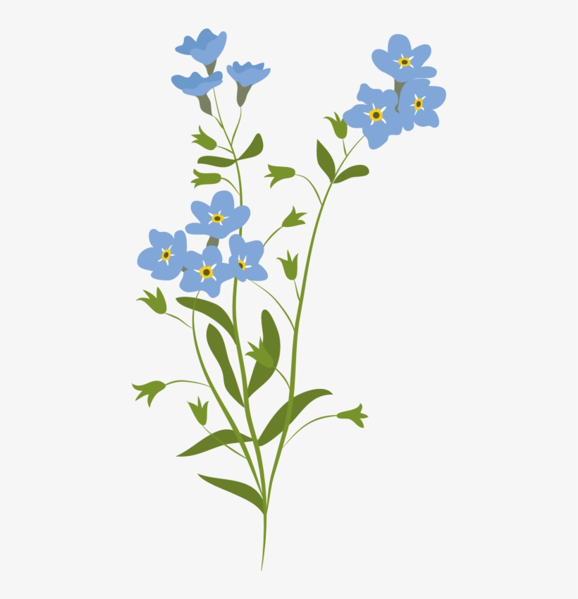 Forget Me Not Illustration - Illustration - Free Transparent PNG ...