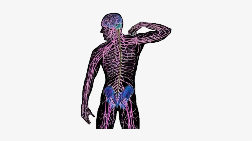 Nervous - Nervous System - Free Transparent PNG Download - PNGkey