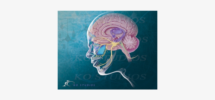 Limbic System - Illustration - Free Transparent PNG Download - PNGkey