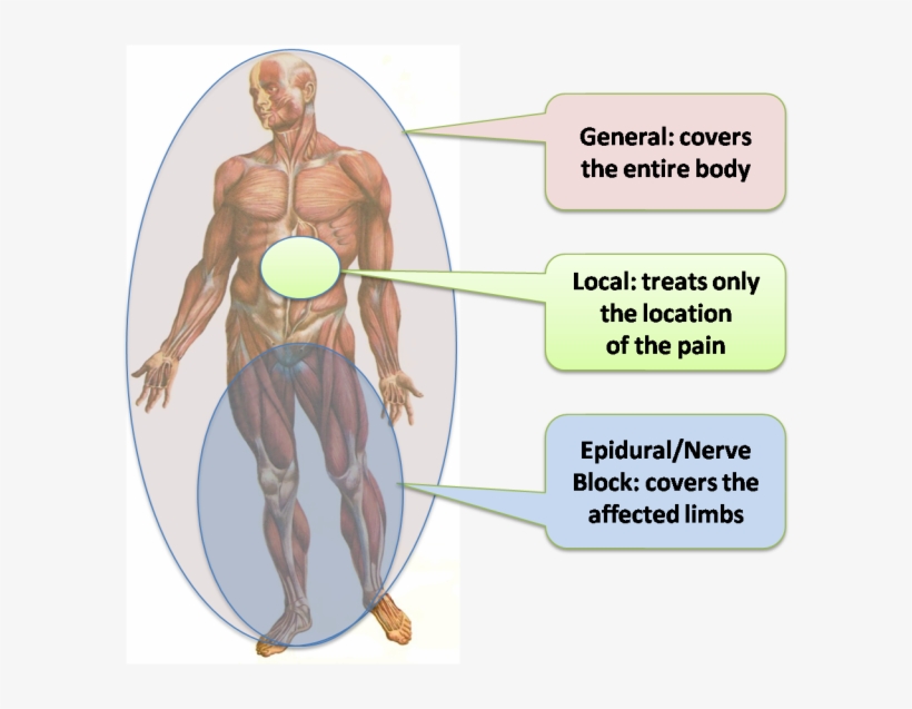 Nerve Blocks - Colour Atlas Of Human Anatomy. [book] - Free Transparent ...