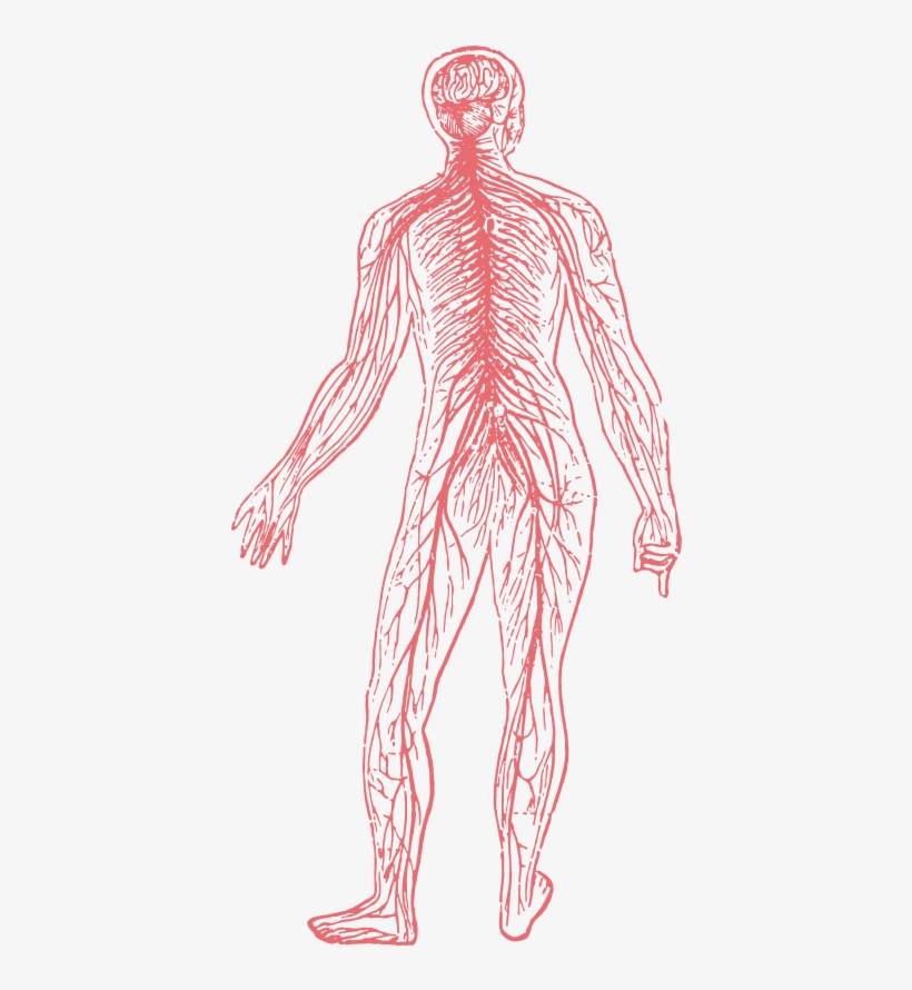 Nervous System - Vintage Nervous System - Free Transparent PNG Download ...