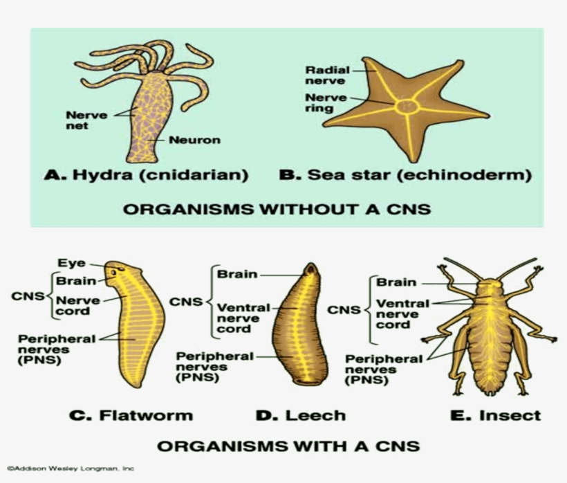 Evolution Of Nervous System Image-1 - Nervous System - Free Transparent ...