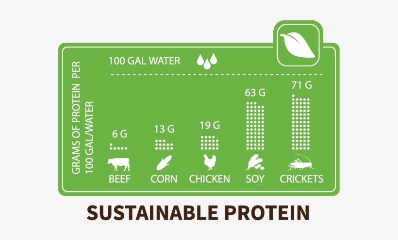 Chapul Why Eat Crickets - Protein In Crickets - Free Transparent PNG ...