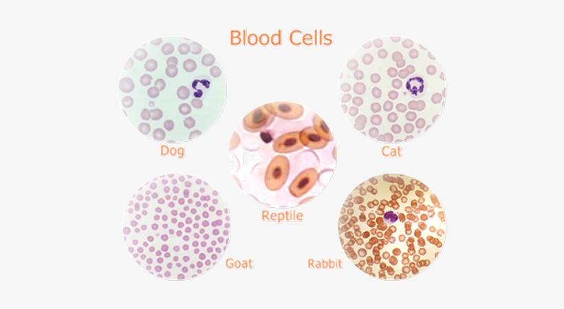 Notice That Reptilian Red Blood Cells Are Oval And - Red Blood Cells ...