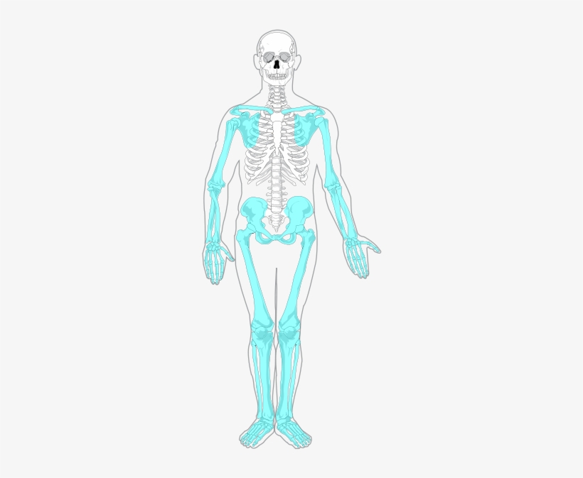 Axial And Appendicular Skeleton Without Labels - Free Transparent PNG ...