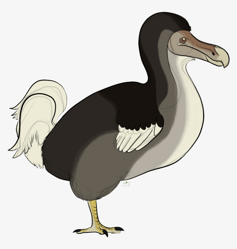 Dodo - Flightless Bird - Free Transparent PNG Download - PNGkey
