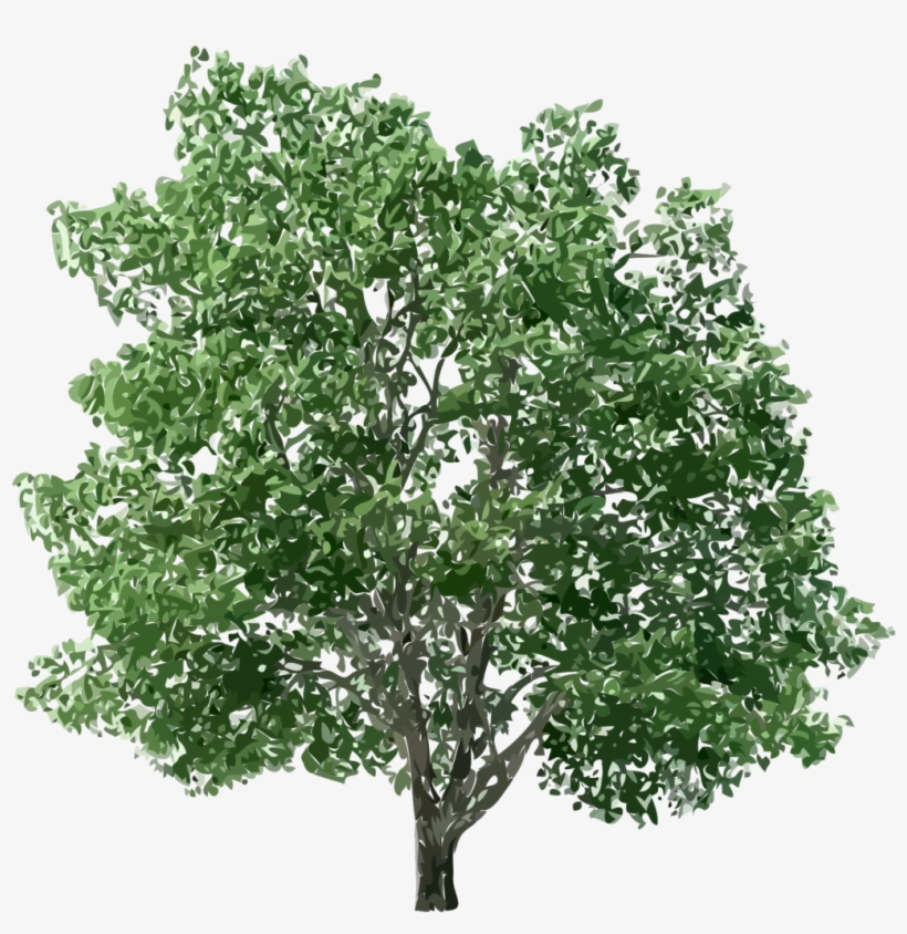 Tree Png Download - Free Transparent PNG Download - PNGkey
