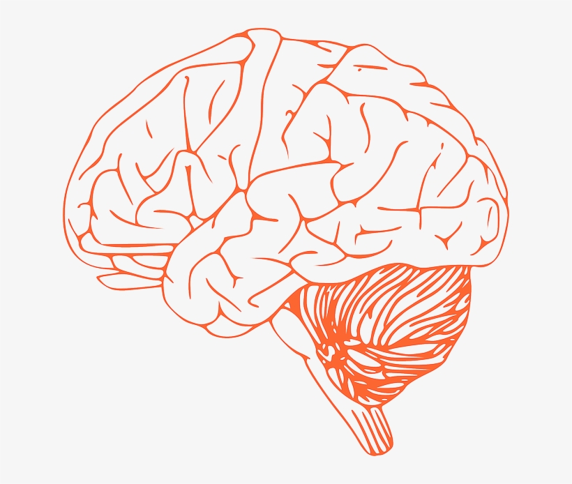 Brain Stem Diagram - Brain Clipart Png - Free Transparent PNG Download ...