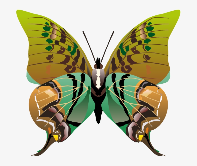 50 Butterflys Vector Art - Lepidoptera - Free Transparent PNG Download ...