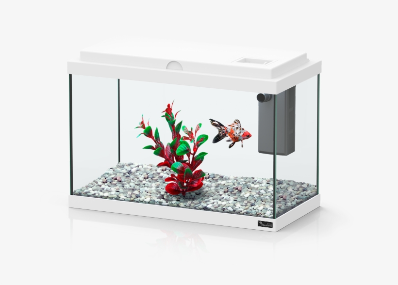 Funny Fish - Funny Fish Aquatlantis - Free Transparent PNG Download ...