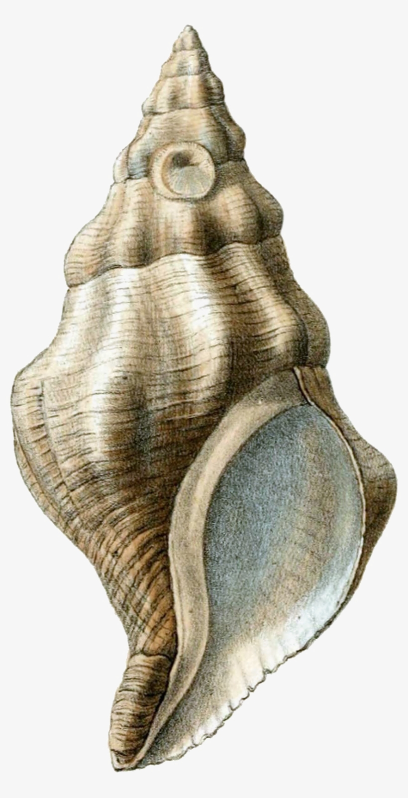 Conch Png Pic - Shell Png - Free Transparent PNG Download - PNGkey